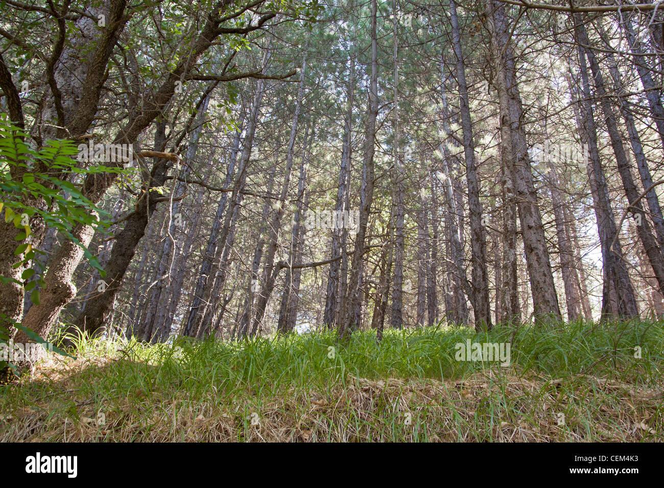 Forest and depth hi-res stock photography and images - Alamy