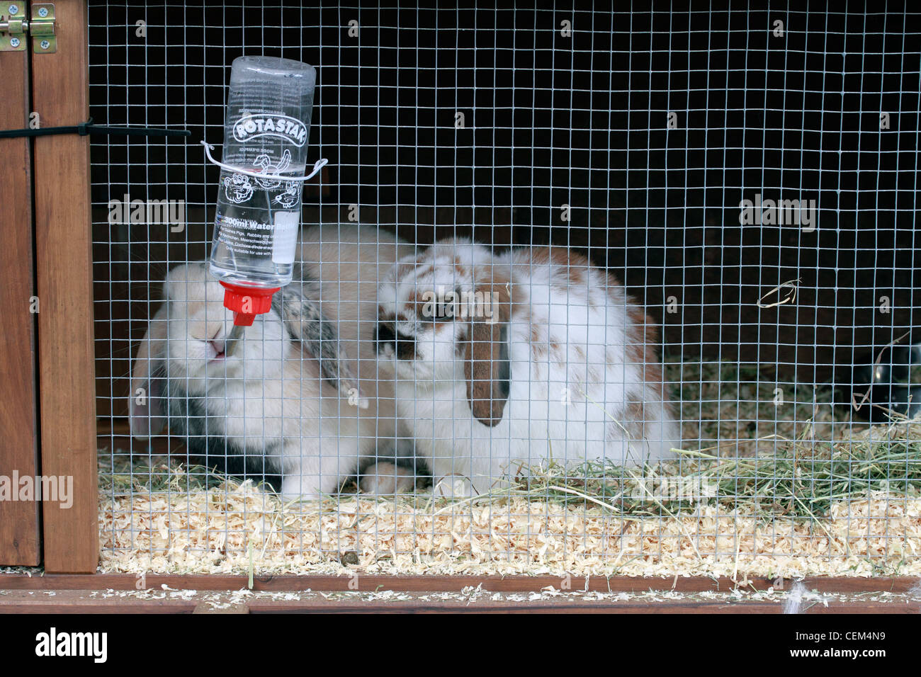 UK Domestic rabbits Oryctolagus cuniculus also known as conies Stock ...