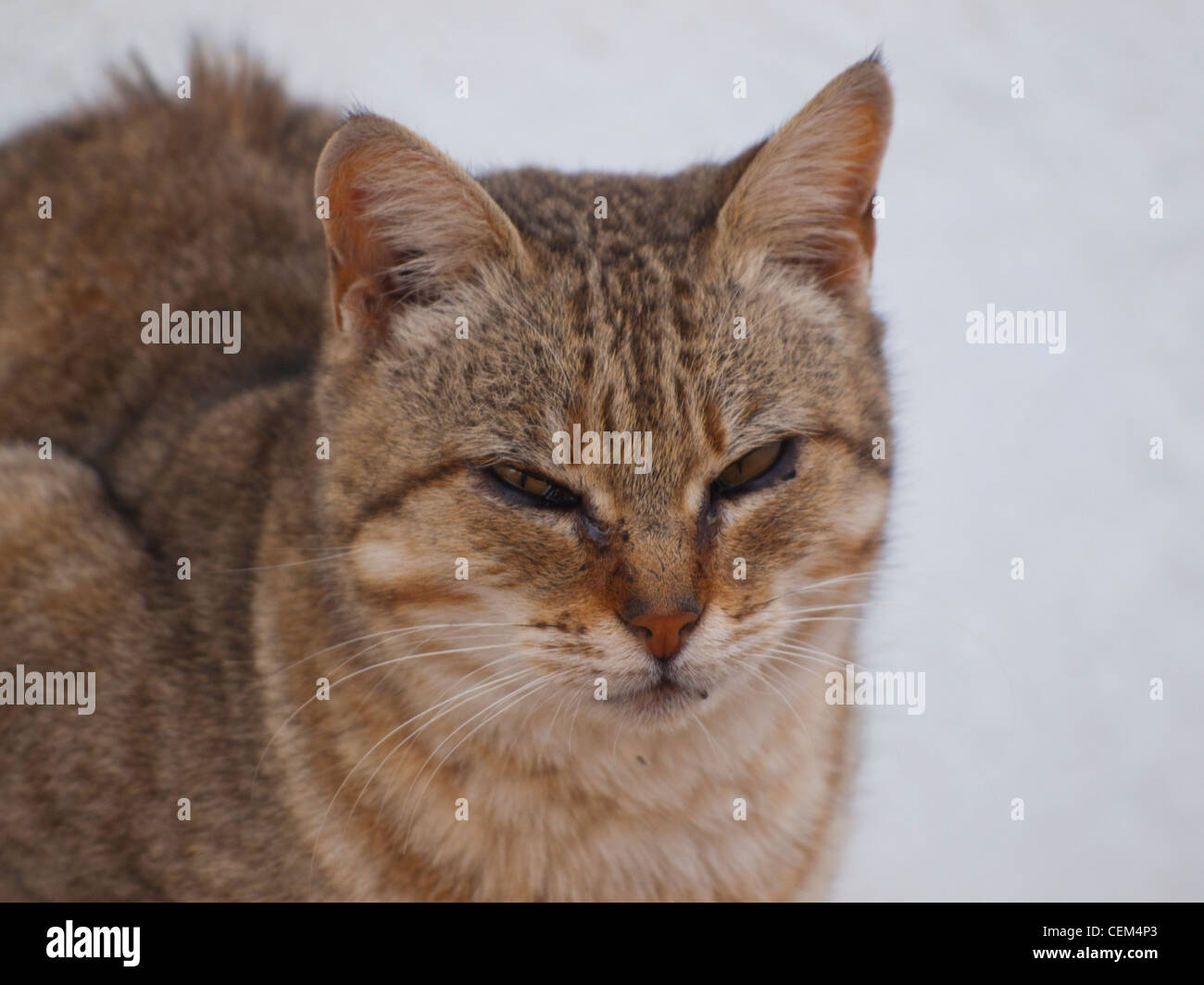 Cat facing the camera hi-res stock photography and images - Alamy