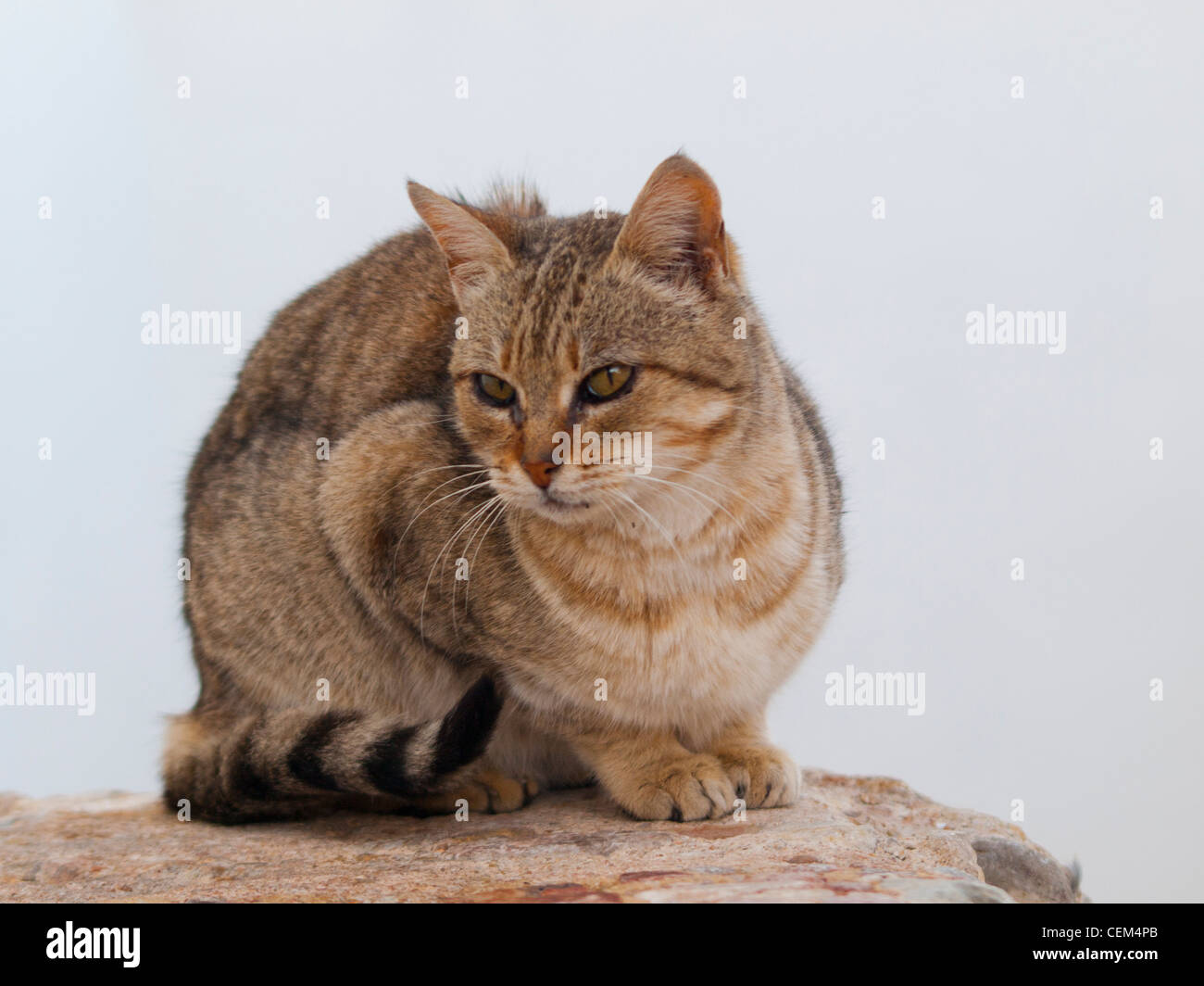 Seating cat hi-res stock photography and images - Alamy