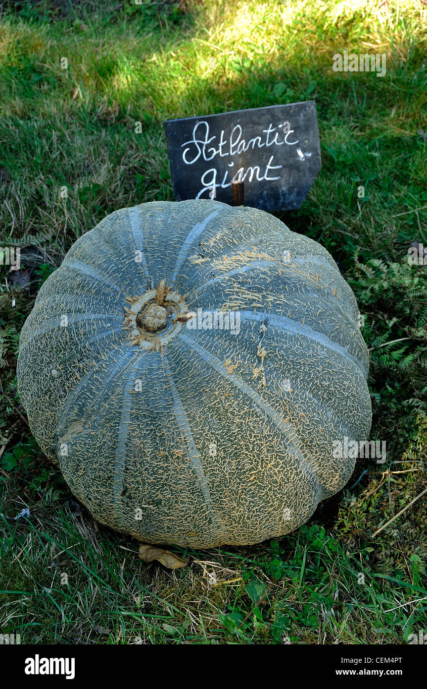 Pumpkin, variety : " Atlantic giant " (Cucurbita maxima Stock Photo - Alamy