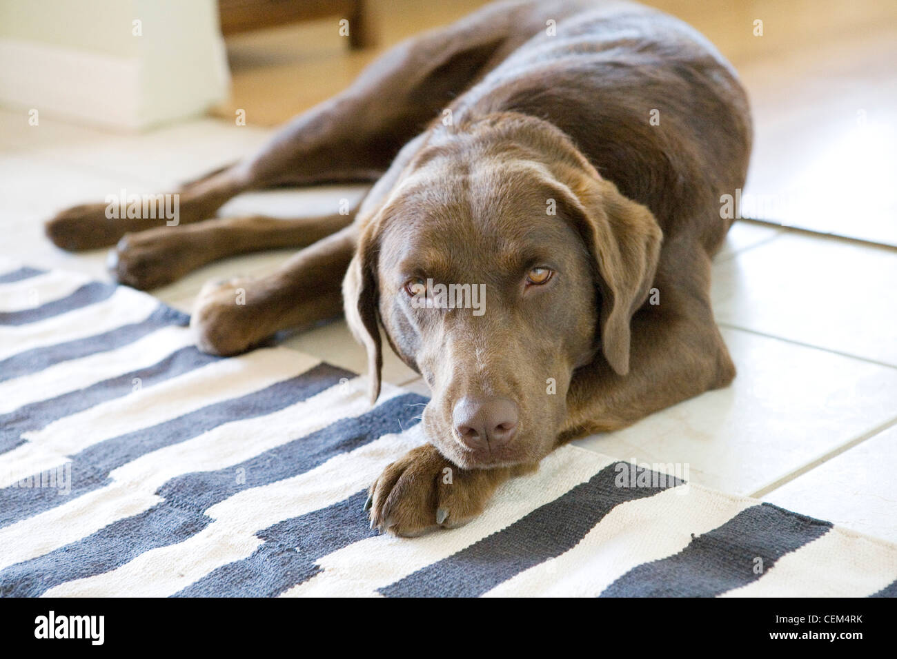 Labrador laying hi-res stock photography and images - Alamy