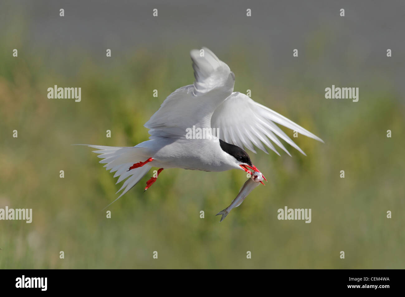 arctic tern with fish, Sterna paradisaea Stock Photo - Alamy