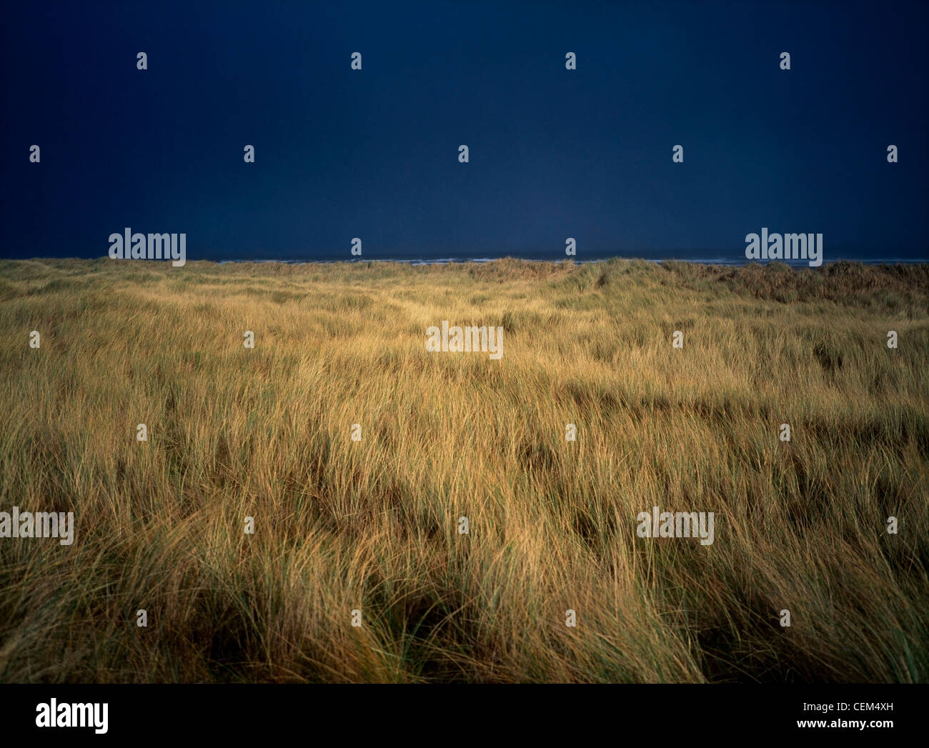 Marram Grass, Baltray, Co Meath, Ireland Stock Photo - Alamy