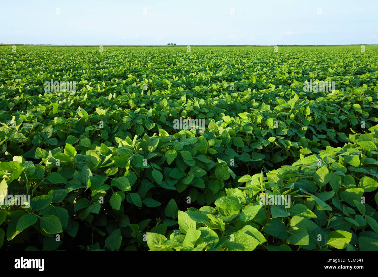 Agriculture - Large field of healthy mid growth soybeans in the pod ...
