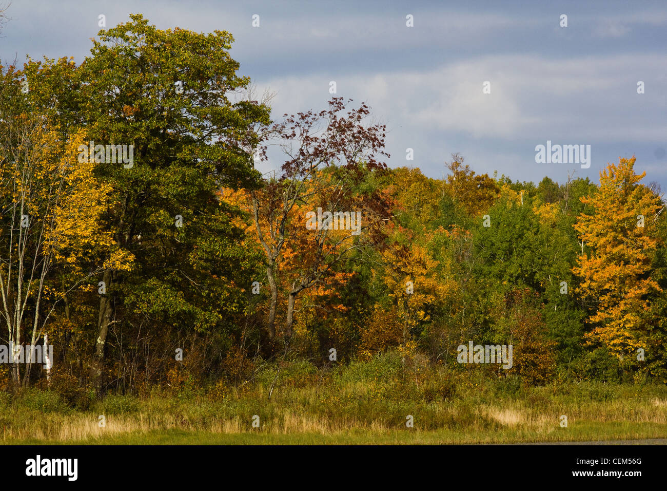 Wisconsin autumn foliage birch trees hi-res stock photography and ...