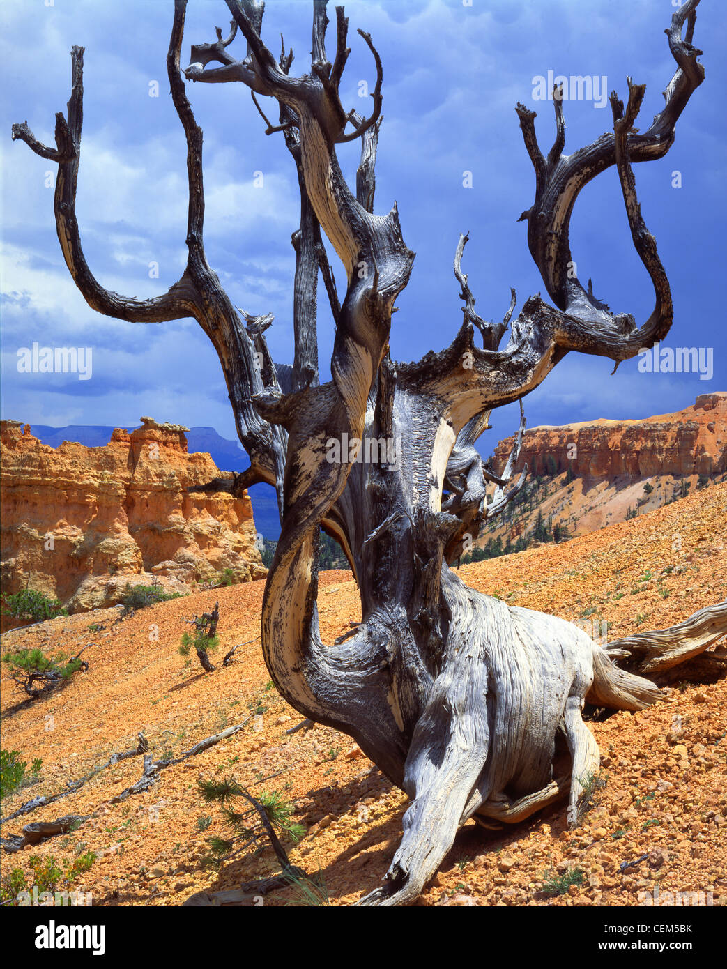 Bristle Cone pine tree along Peek-a-Boo Loop trail in Bryce Canyon ...
