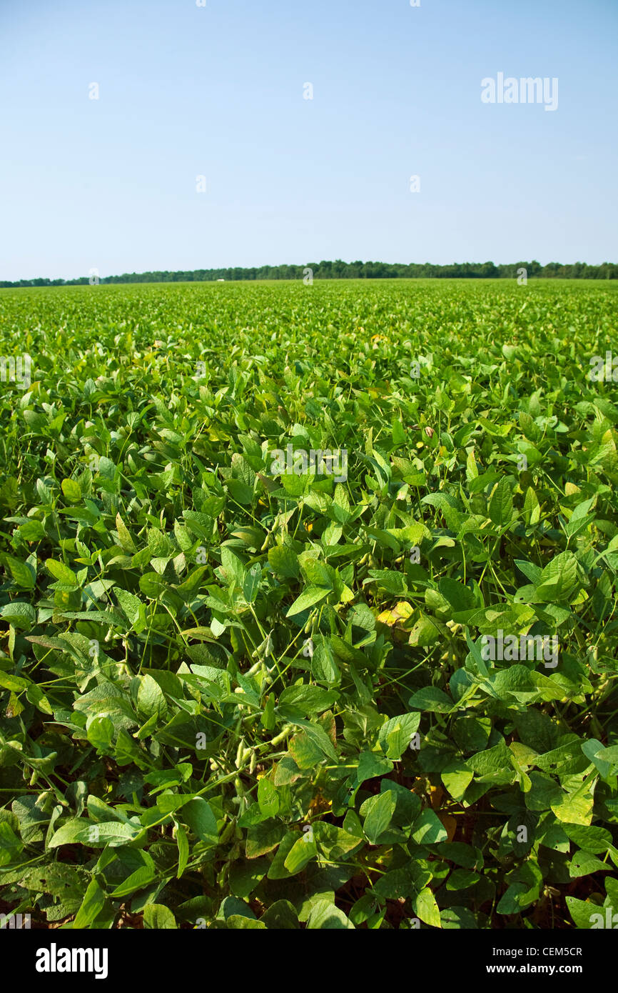 Agriculture - Large field of healthy mid growth soybeans in the green ...