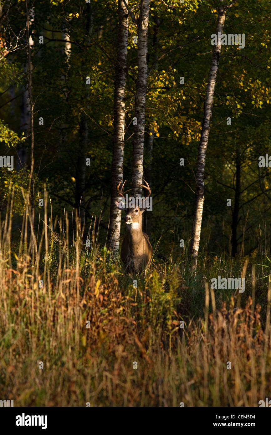 Weeds in fall hi-res stock photography and images - Alamy