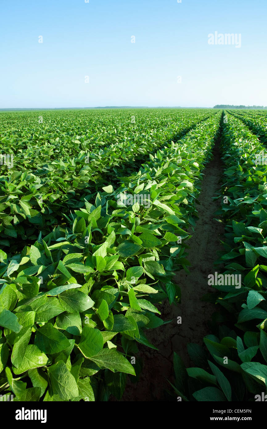 Planted soybeans hi-res stock photography and images - Alamy