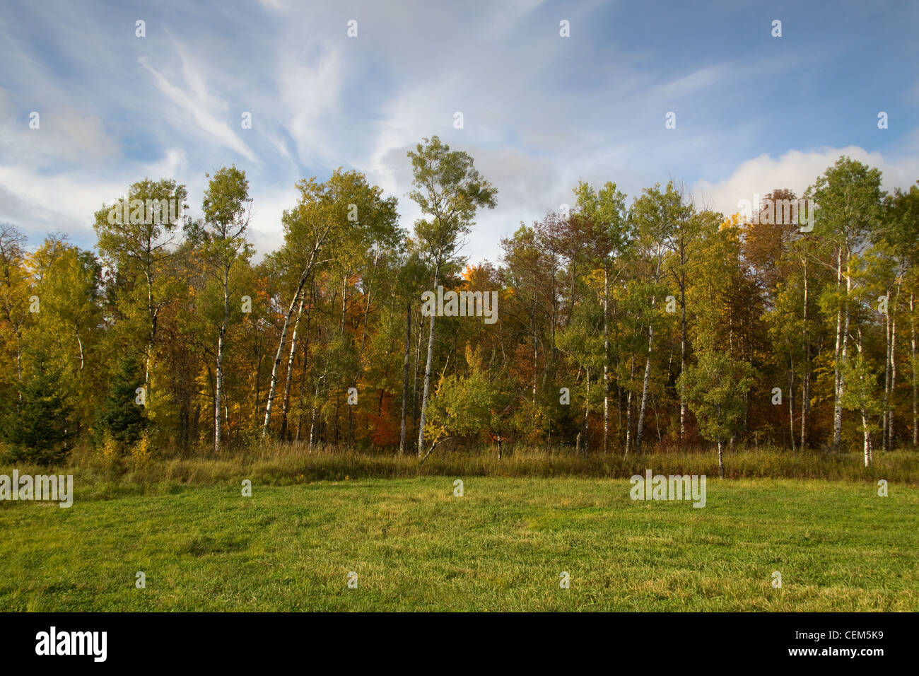 Trees in fall Stock Photo - Alamy