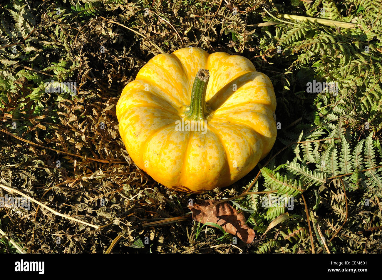 Sincerite hi-res stock photography and images - Alamy