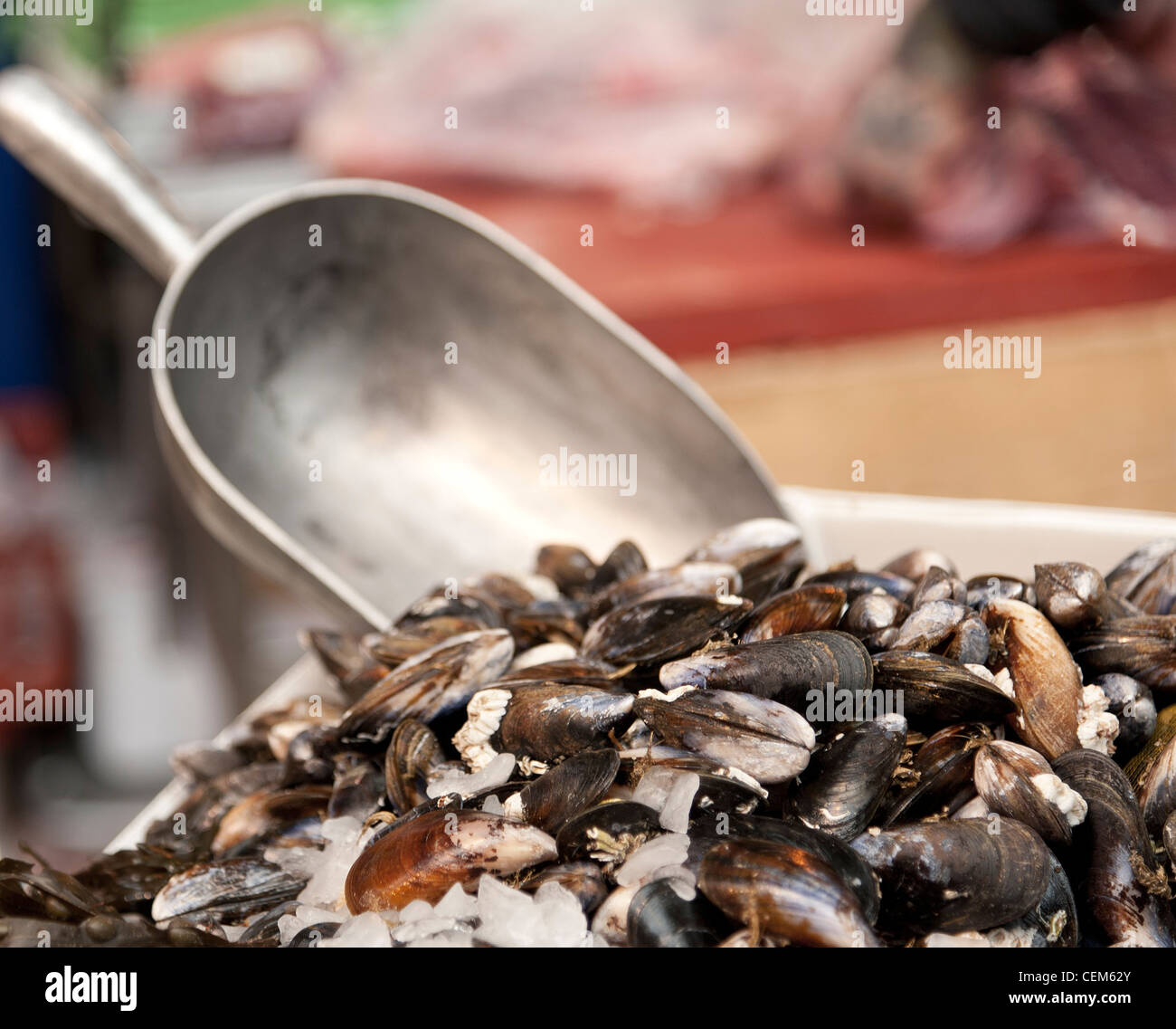 Exported Fish High Resolution Stock Photography and Images - Alamy