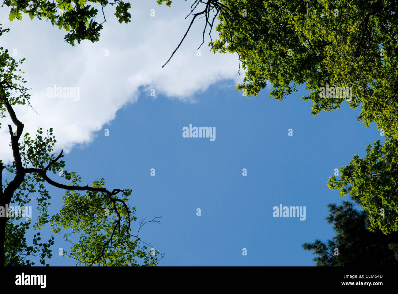 Spring time in the isabella plantation, Richmond park UK Stock Photo ...