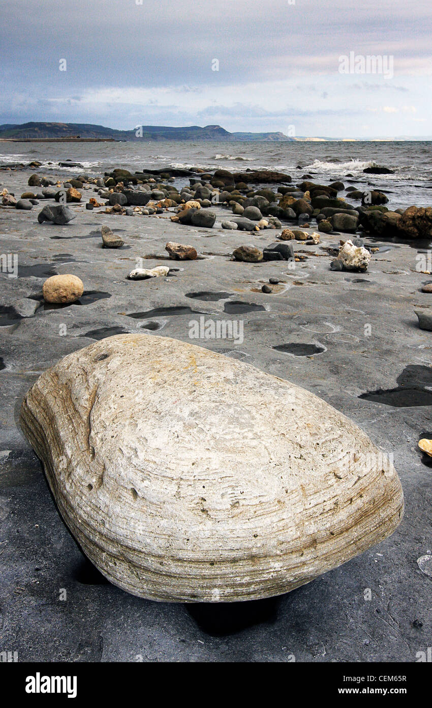 stone on the beach Stock Photo - Alamy