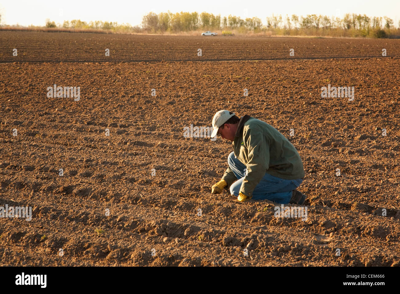 Agriculture - A farmer (grower) checks depth of seed placement in a ...