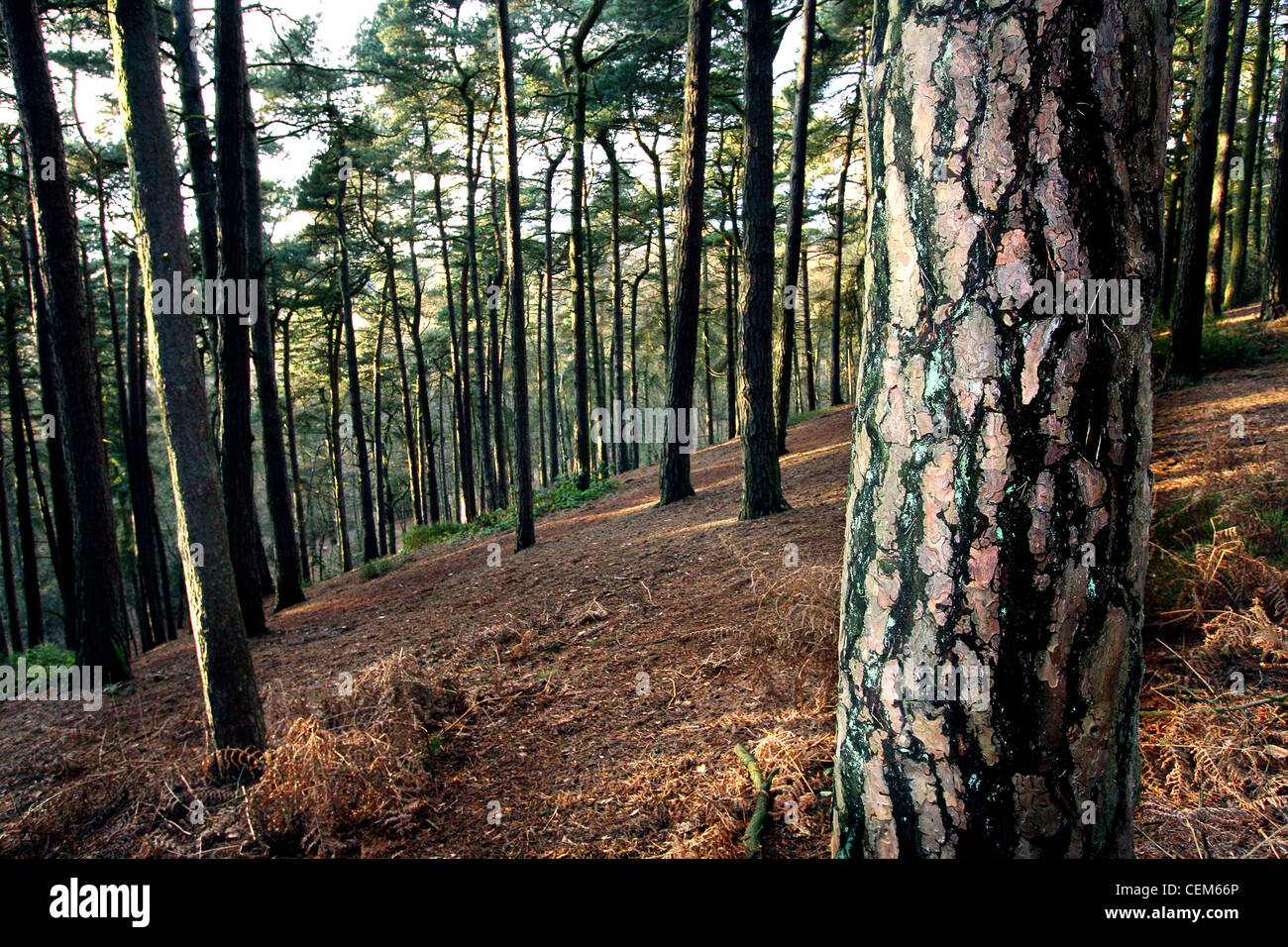 Bark hill hi-res stock photography and images - Alamy