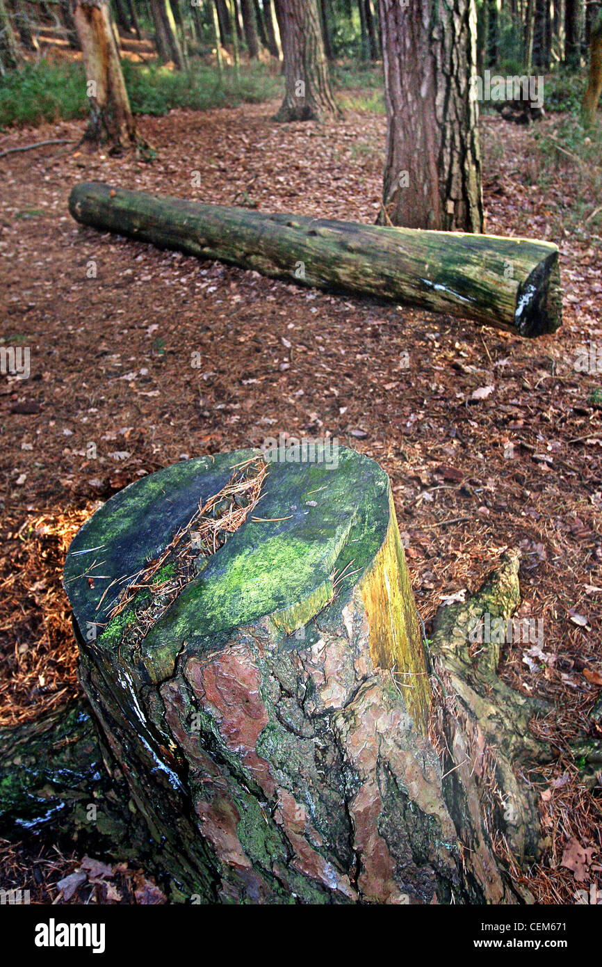 trunk, cut tree Stock Photo - Alamy
