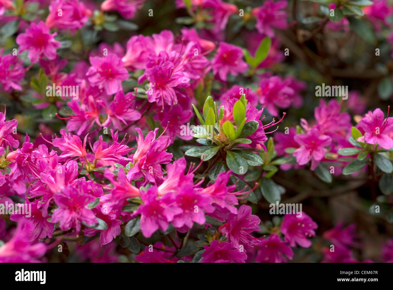 Spring time in the isabella plantation, Richmond park UK Stock Photo ...
