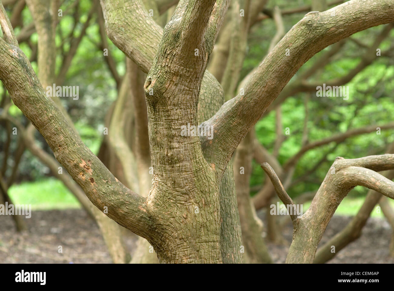 Spring time in the isabella plantation, Richmond park UK Stock Photo ...