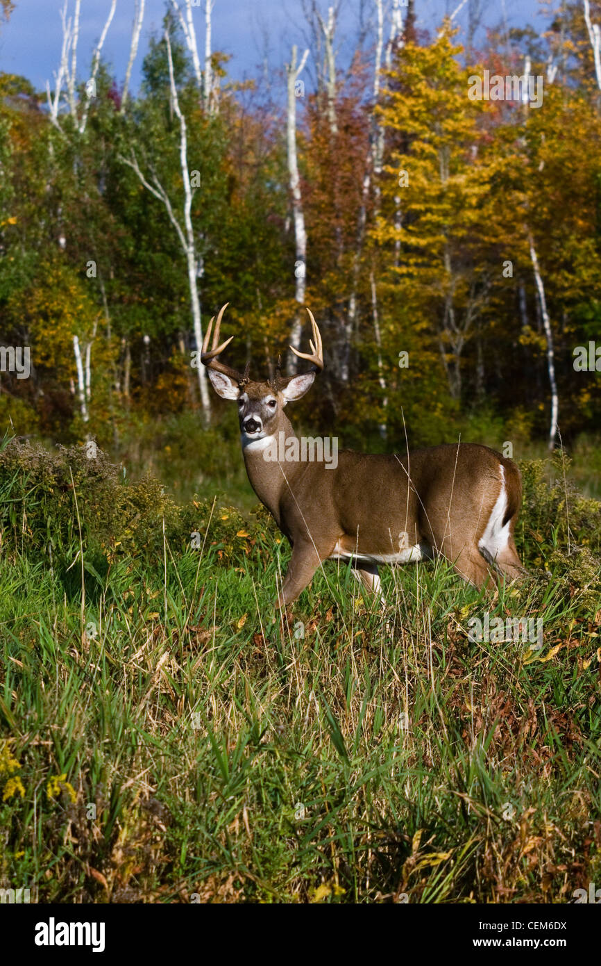 White-tailed buck in autumn Stock Photo - Alamy