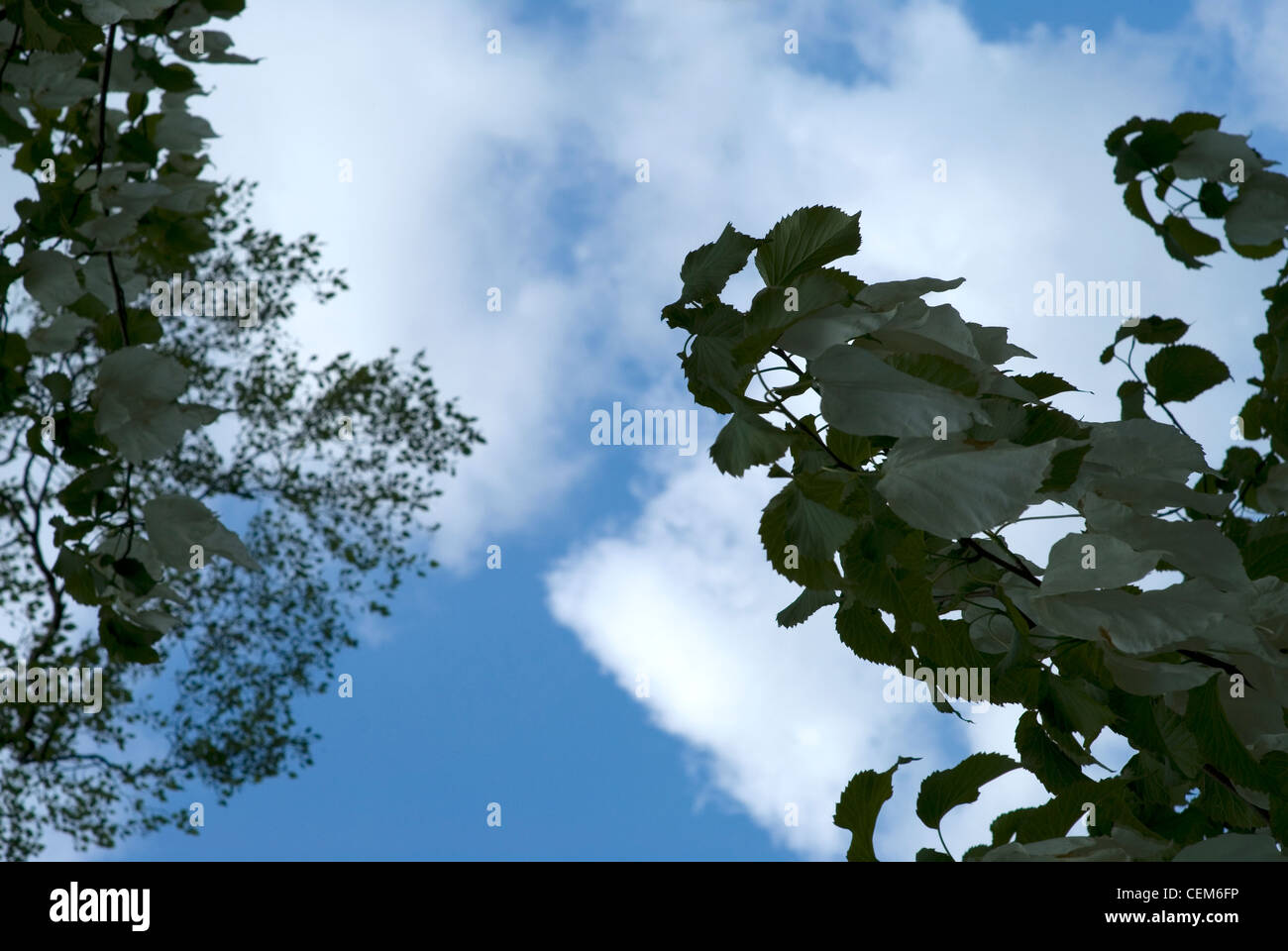 Spring time in the isabella plantation, Richmond park UK Stock Photo ...