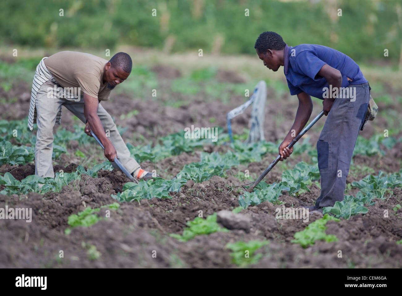 Crop cultivation right upto water's edge Lake Beseka. Ethiopia. Hoeing ...