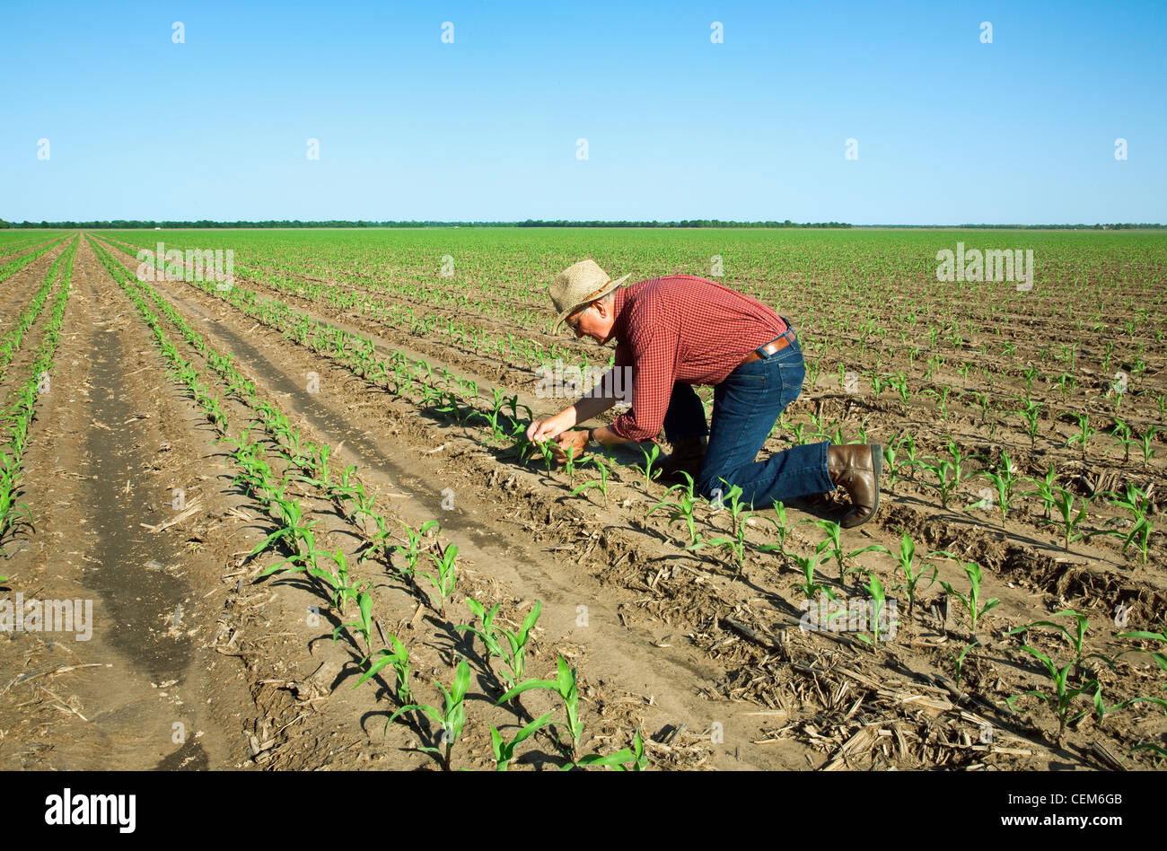 Agriculture - A farmer (grower) examines early growth grain corn plants ...