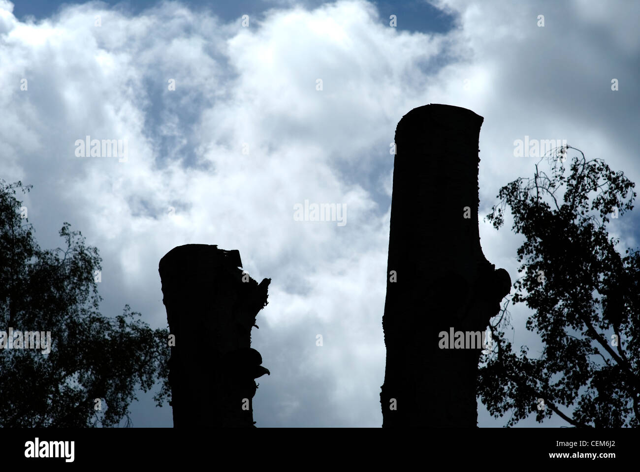 Spring time in the isabella plantation, Richmond park UK Stock Photo ...