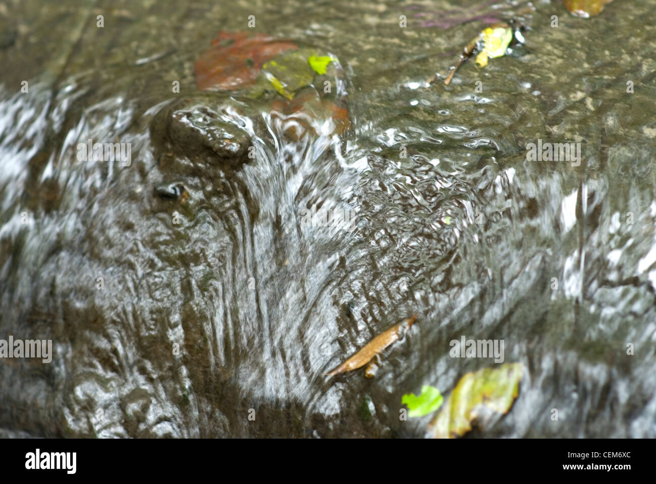 Spring time in the isabella plantation, Richmond park UK Stock Photo ...