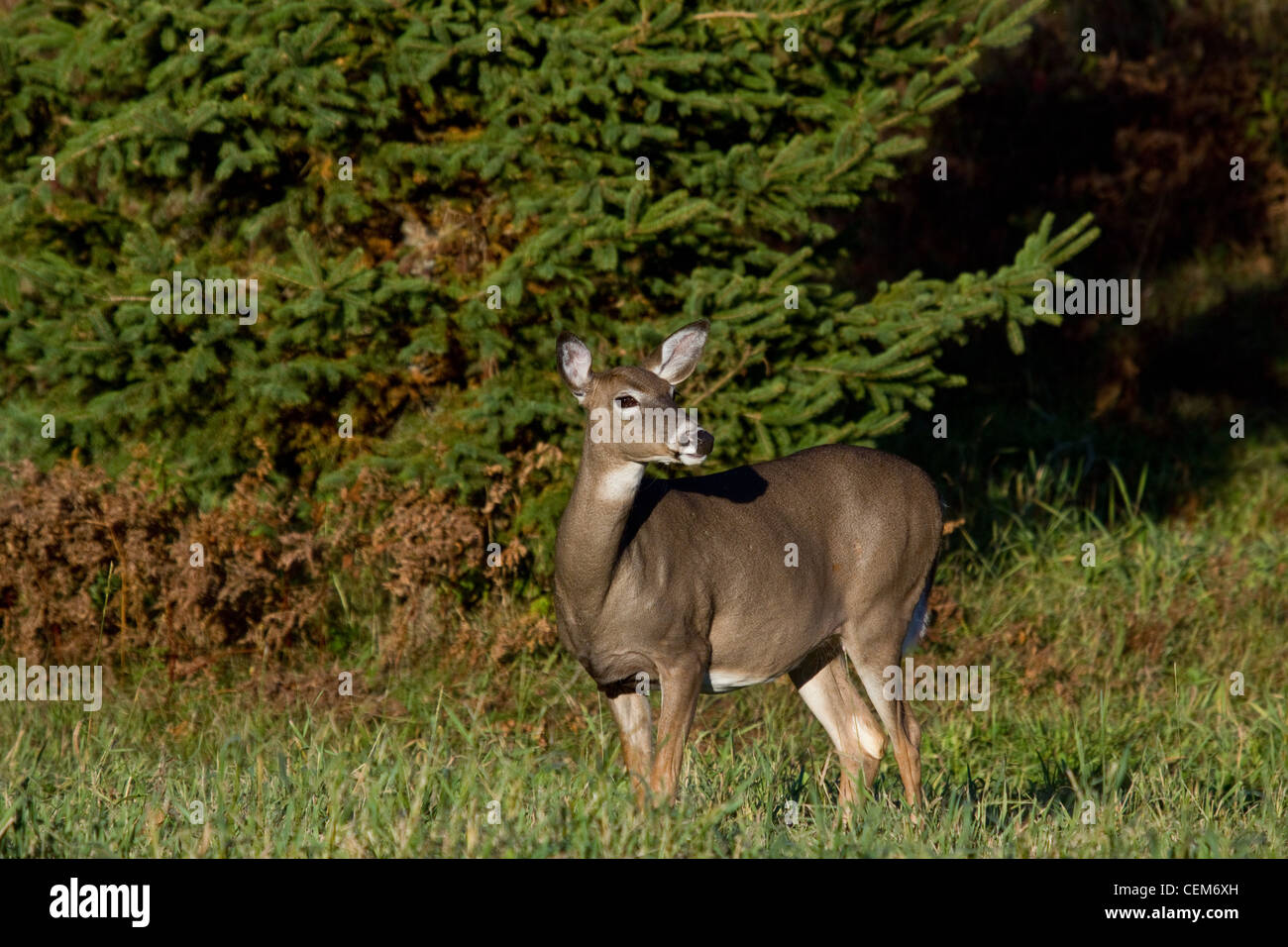 White-tailed doe in autumn Stock Photo - Alamy