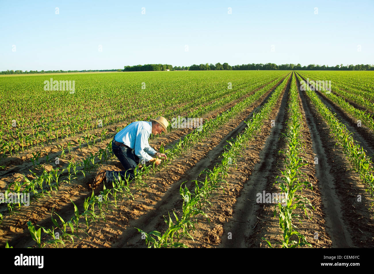 Agriculture - A farmer (grower) examines early growth grain corn plants ...
