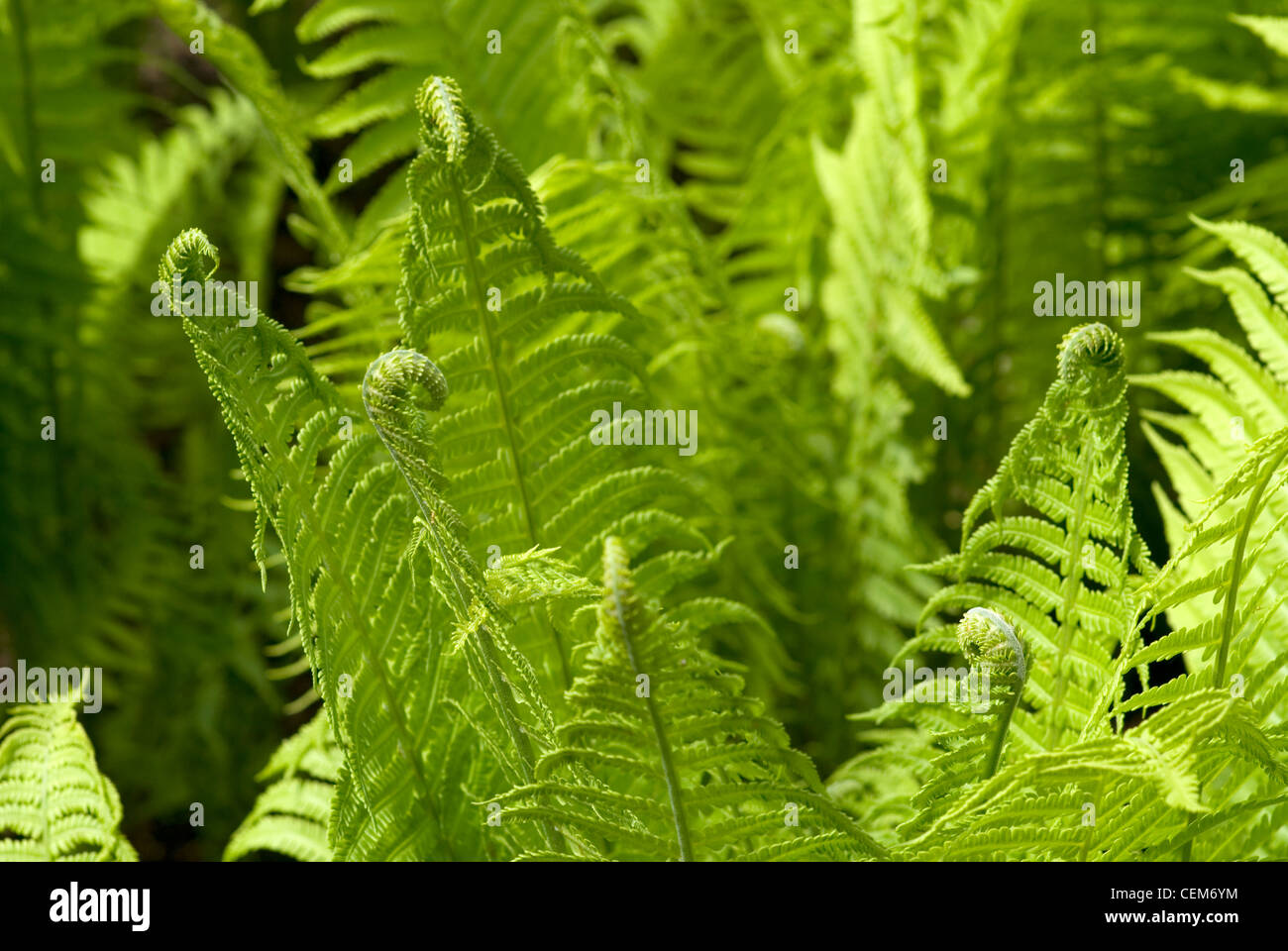 Fern plant life in Richmond park UK Stock Photo - Alamy