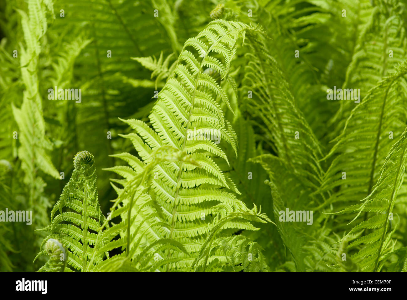 Woodland garden fern plant hi-res stock photography and images - Alamy