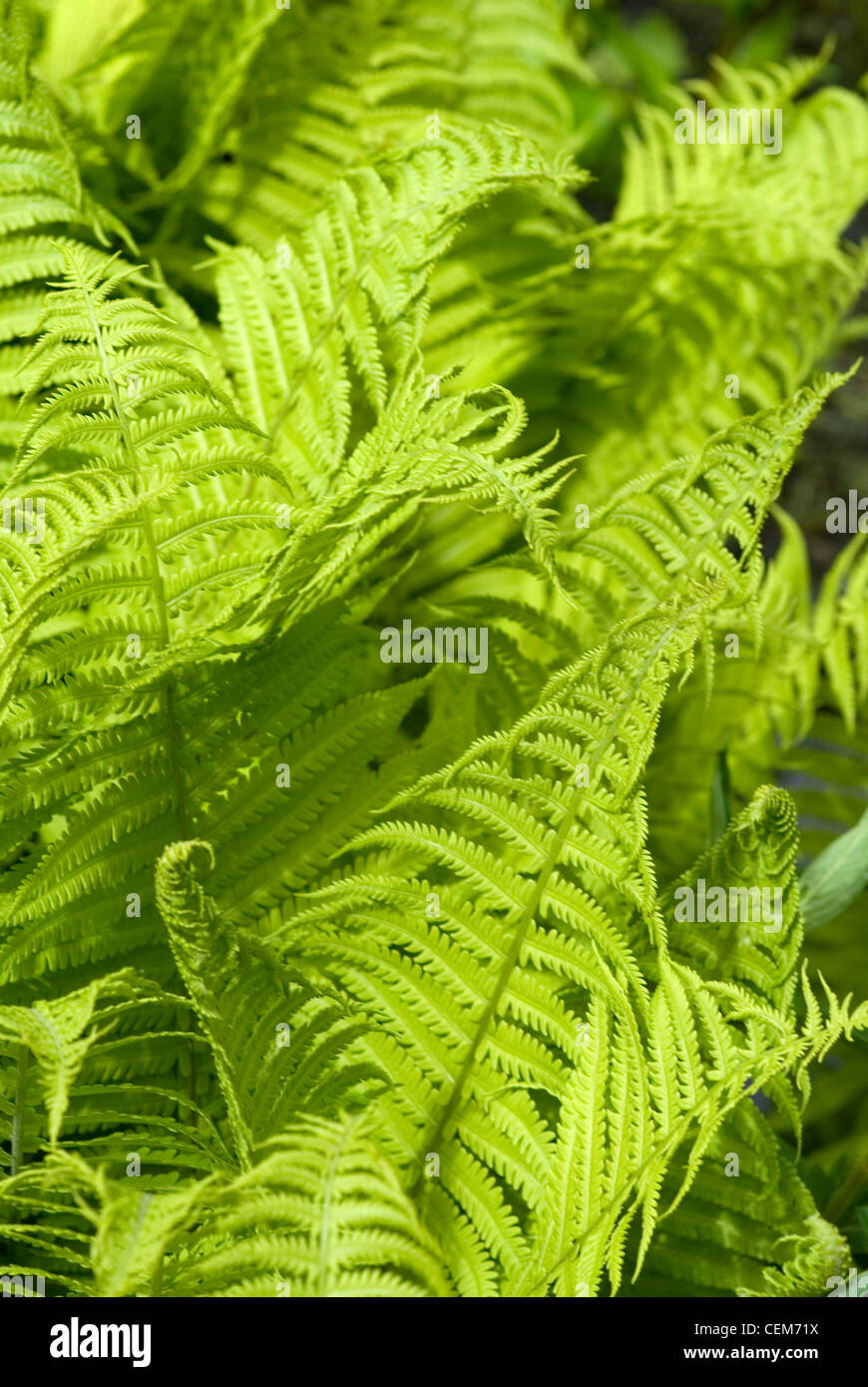Fern plant life in Richmond park UK Stock Photo - Alamy