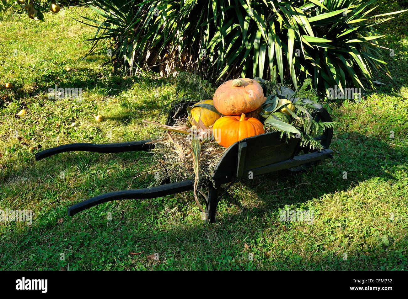 Pumpkins on a wheelbarrow in a garden Stock Photo - Alamy