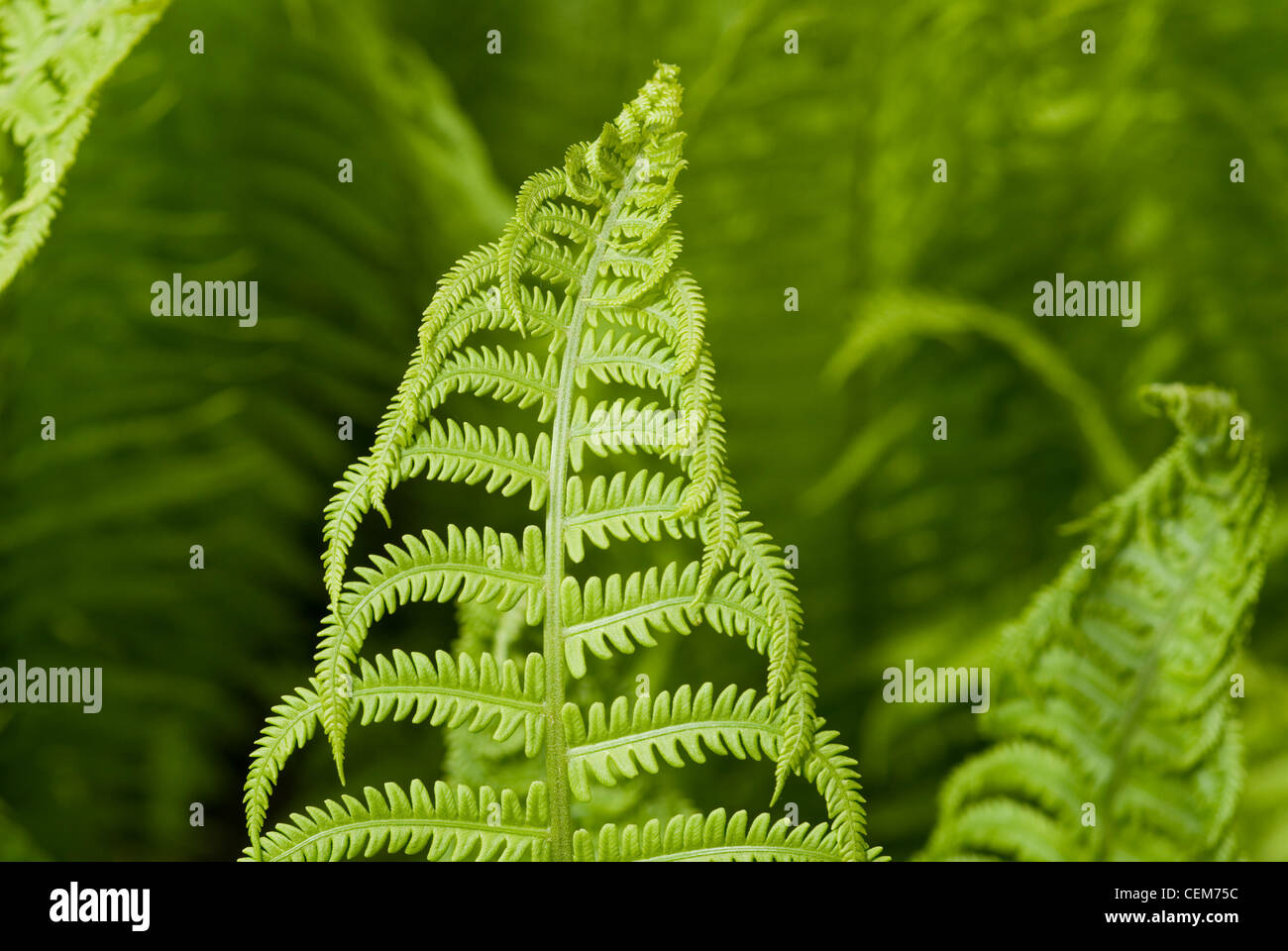 Woodland garden fern plant hi-res stock photography and images - Alamy