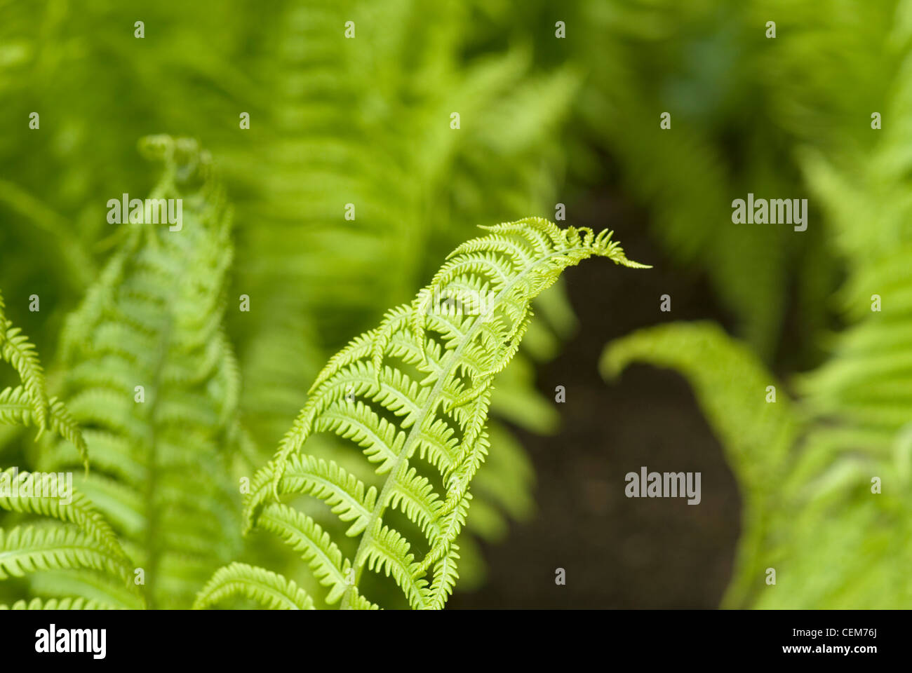 Fern plant life in Richmond park UK Stock Photo - Alamy