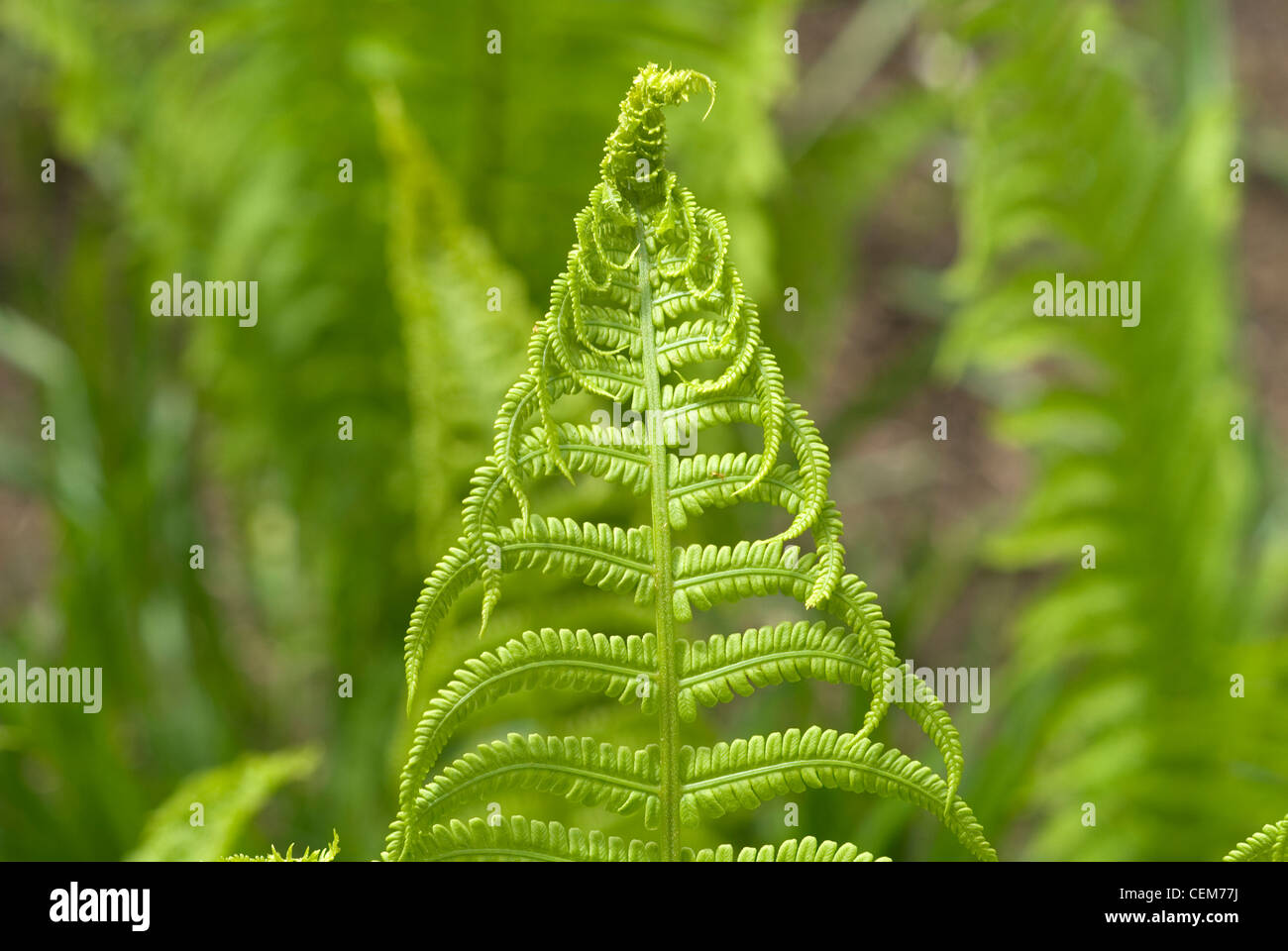 Tree fern garden uk hi-res stock photography and images - Alamy