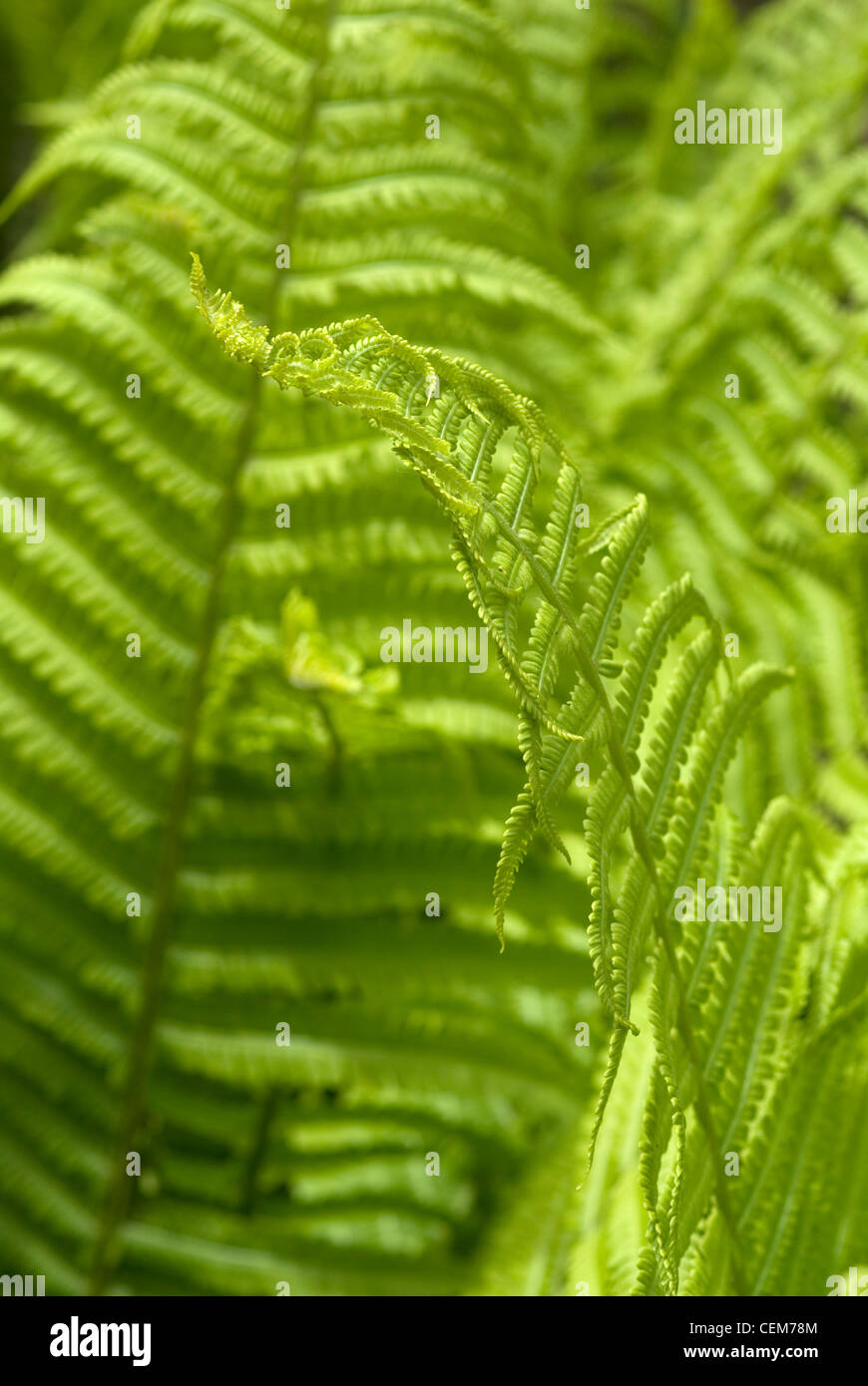 Fern plant life in Richmond park UK Stock Photo - Alamy