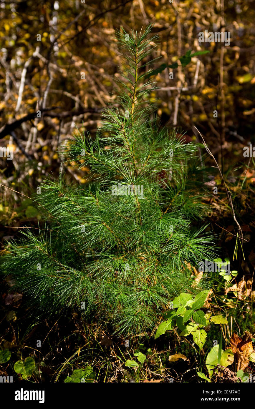 Eastern white pine hi-res stock photography and images - Alamy