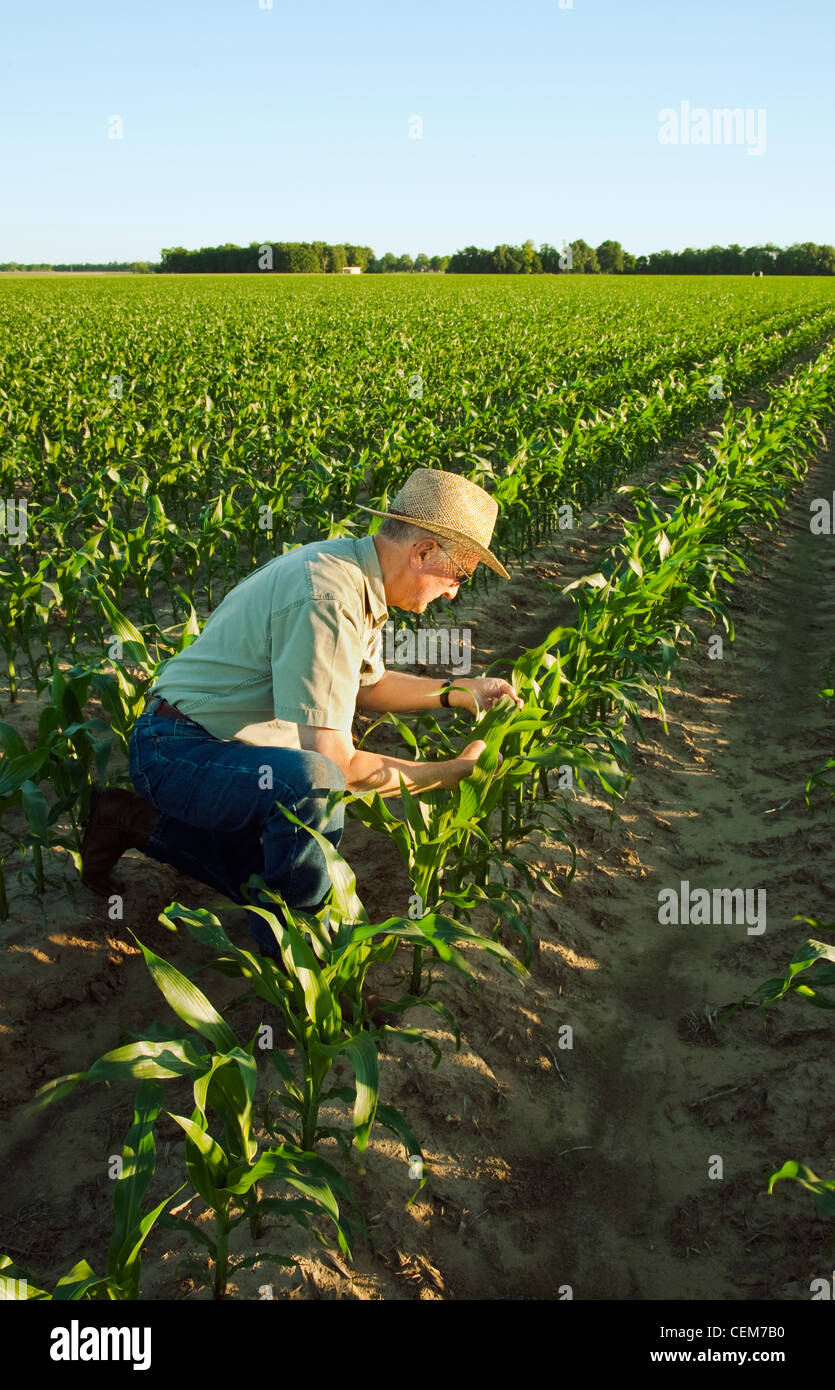 Agriculture - A farmer (grower) examines mid growth grain corn plants ...