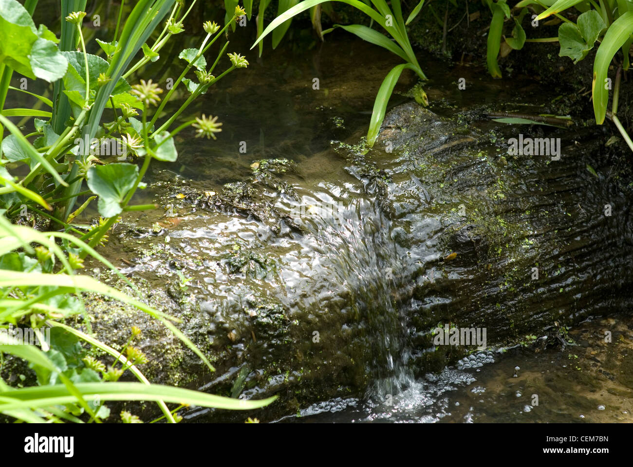 Spring time in the isabella plantation, Richmond park UK Stock Photo ...
