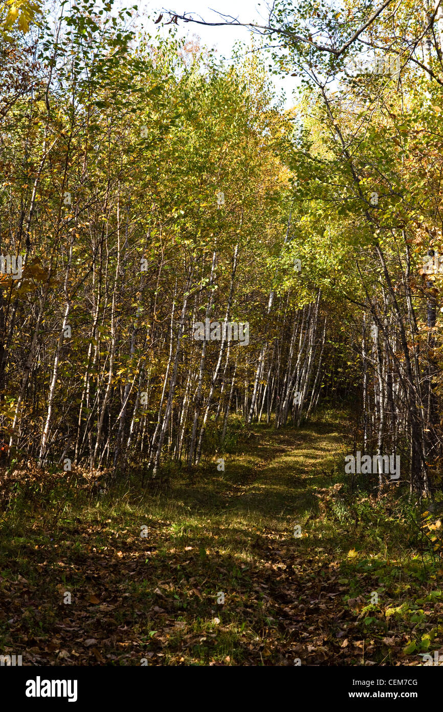 Trees in fall Stock Photo - Alamy