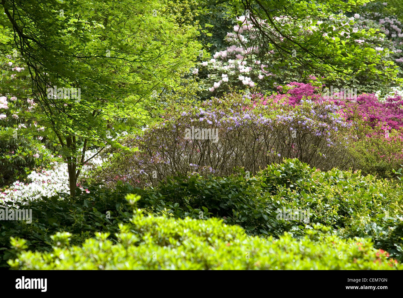 Spring time in the isabella plantation, Richmond park UK Stock Photo ...