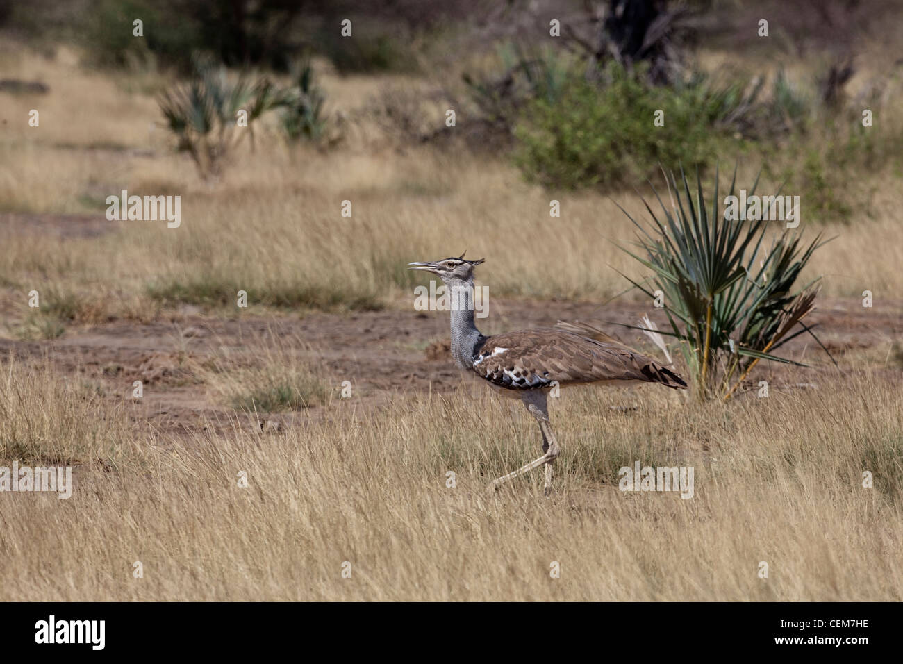 Kori Bustard (Ardeotis kori). Awash National Park. Ethiopia Stock Photo ...