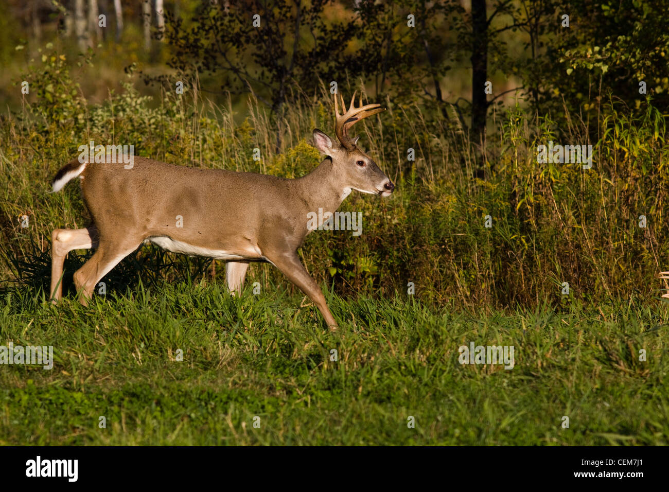 White-tailed buck in autumn Stock Photo - Alamy