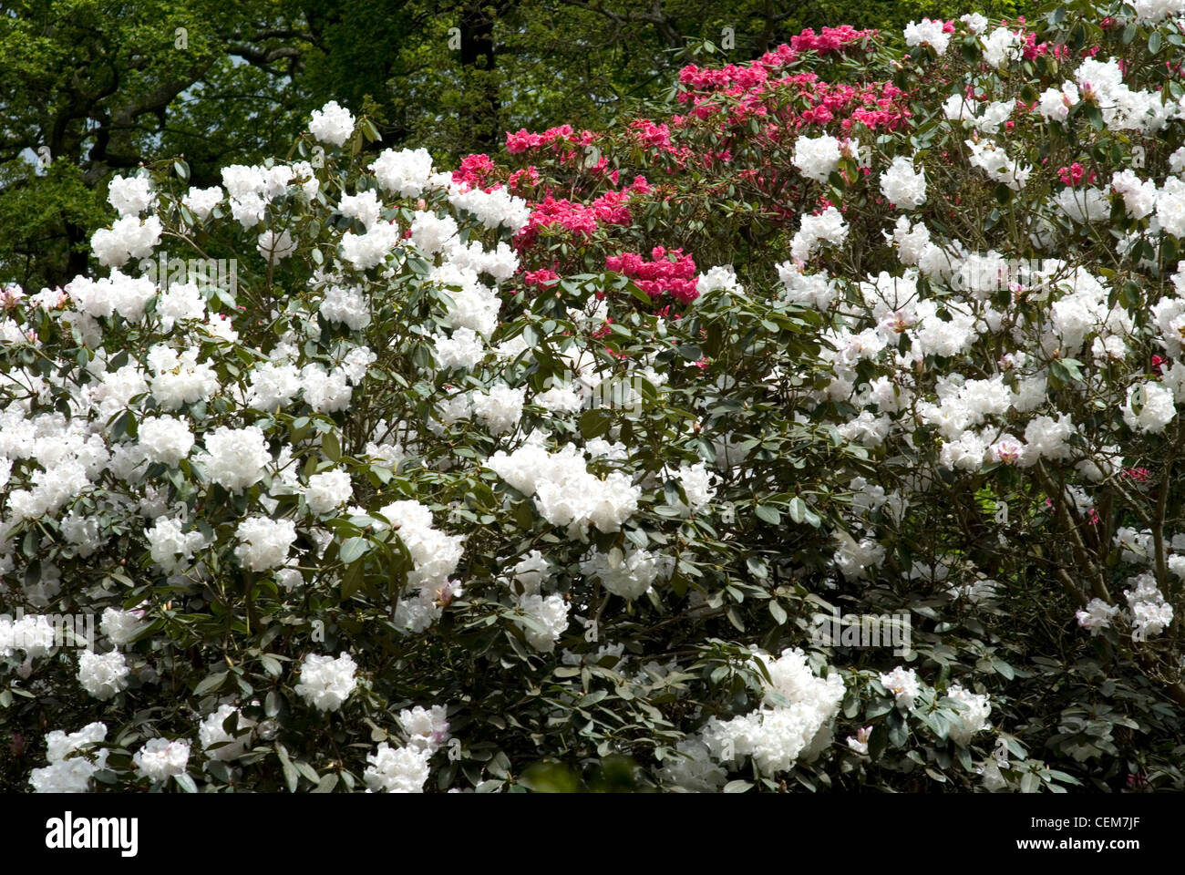 Spring time in the isabella plantation, Richmond park UK Stock Photo ...