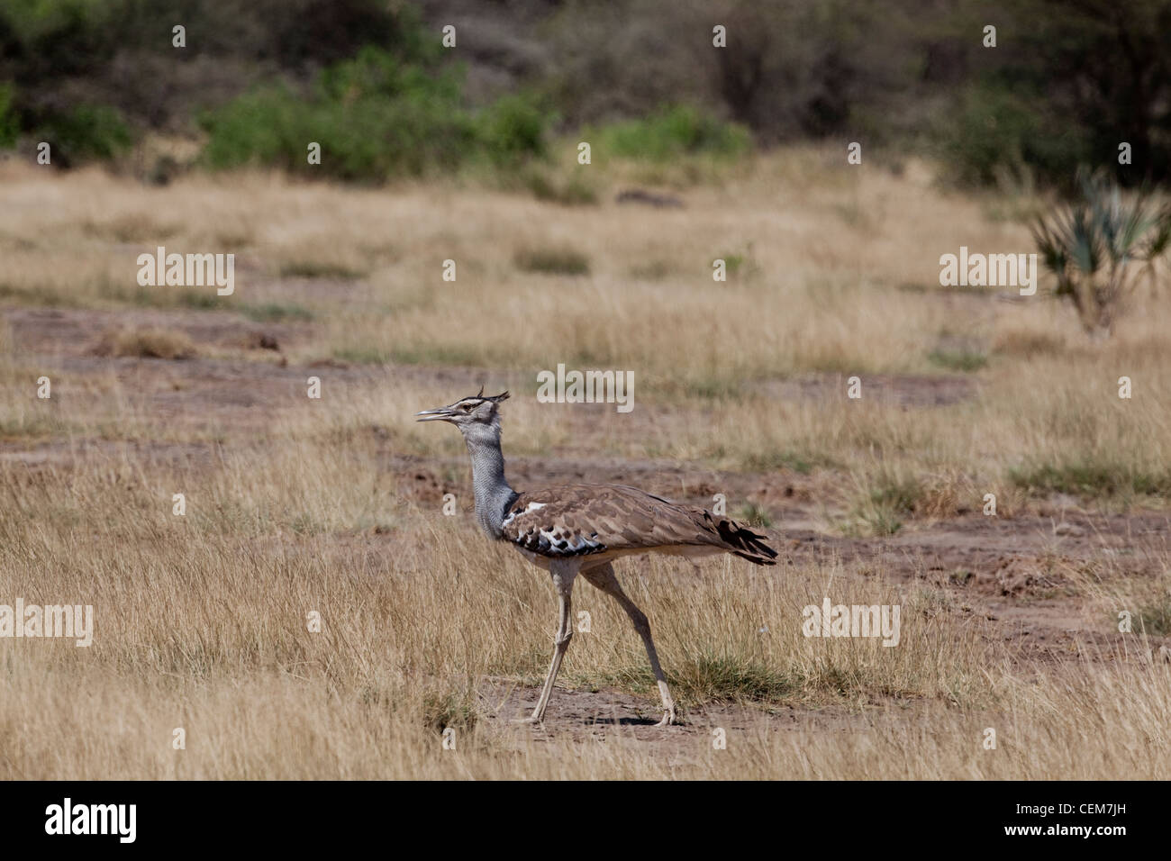 Kori Bustard (Ardeotis kori). Awash National Park. Ethiopia Stock Photo ...