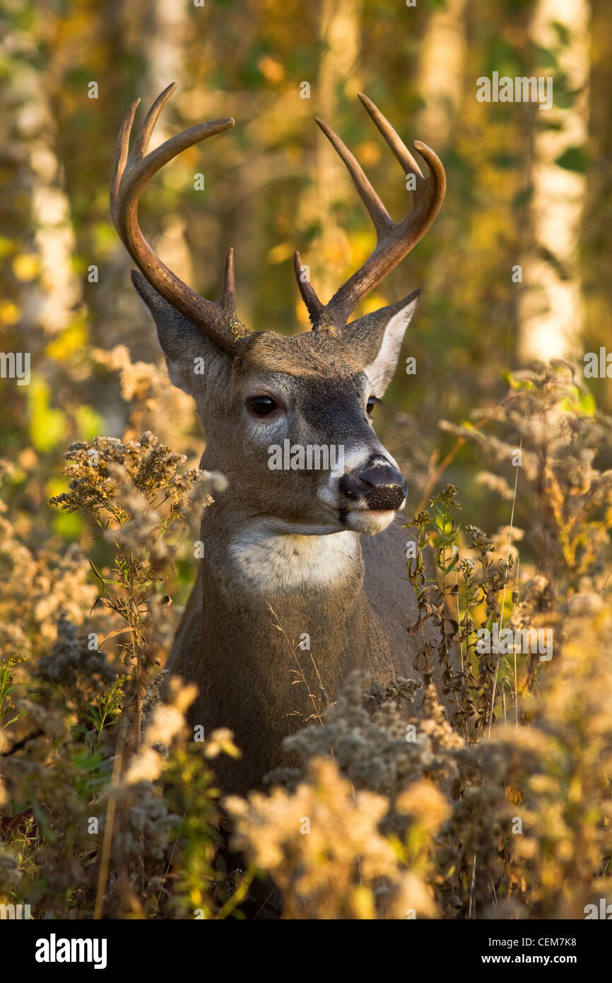 White-tailed buck in fall Stock Photo - Alamy